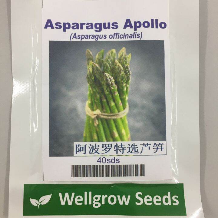 🔥Asparagus Apollo 阿菠萝特选芦笋(40sds)🔥 | Lazada