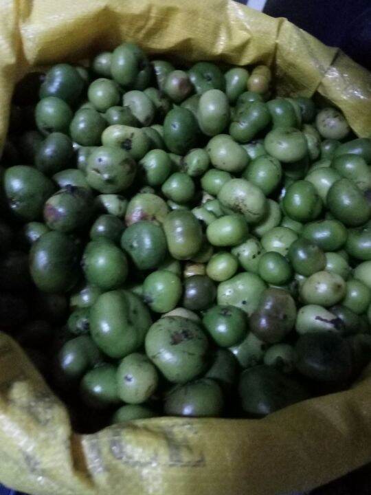 proto fresh batwan fruit | Lazada PH