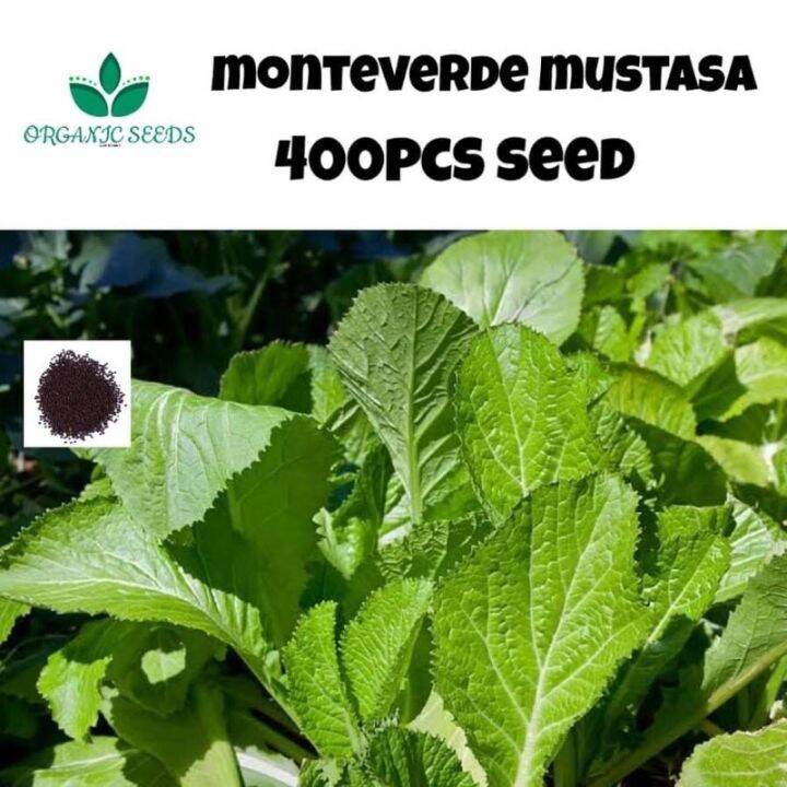 Mustasa/Monteverde(400pcs seeds) | Lazada PH