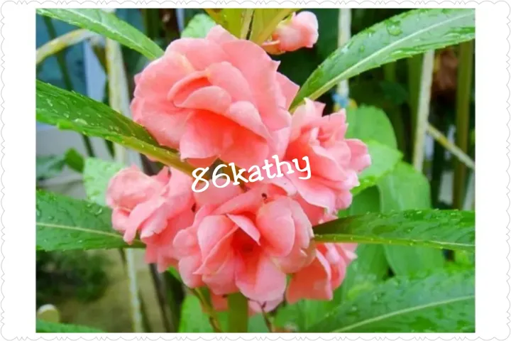 (Seed) Garden Balsam Sweet Pink Impatiens Balsamina Flower Seed / Biji ...