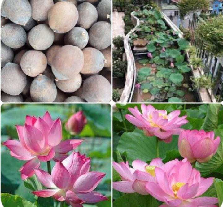 100 hạt giống hoa sen ta trồng đầm | Lazada.vn