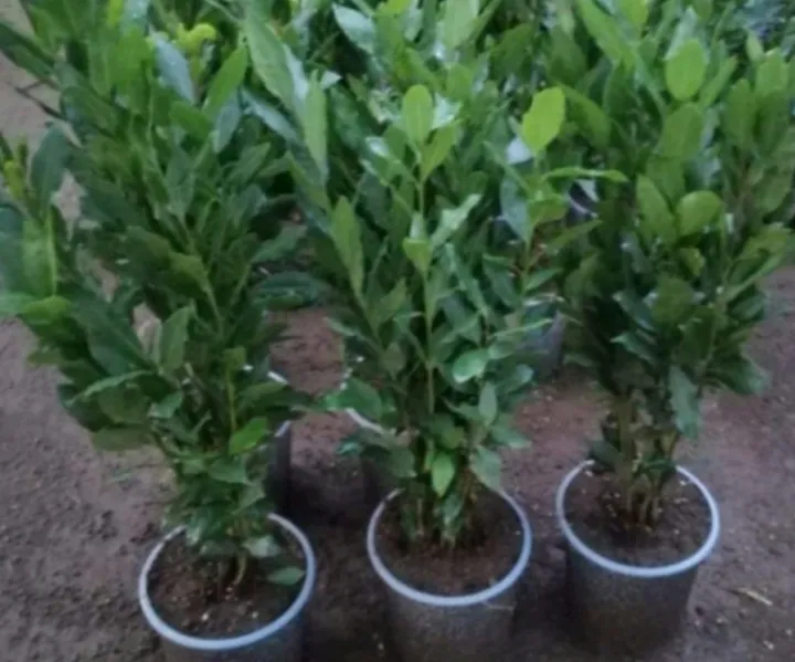 laurel ( pang halo s adobo dahon)pang paswerty pls read description ...