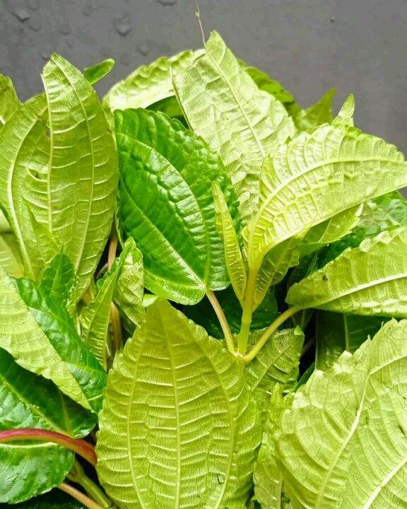daun pohpohan untuk lalaban per 500gram | Lazada Indonesia