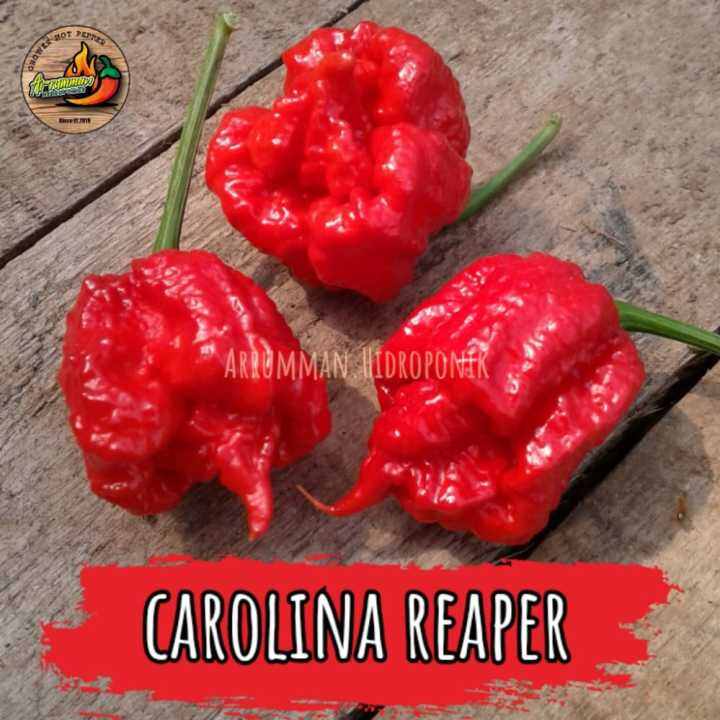 Benih Cabe Terpedas No 1 Di Dunia Carolina Reaper Red 1 Pack Isi 10 ...