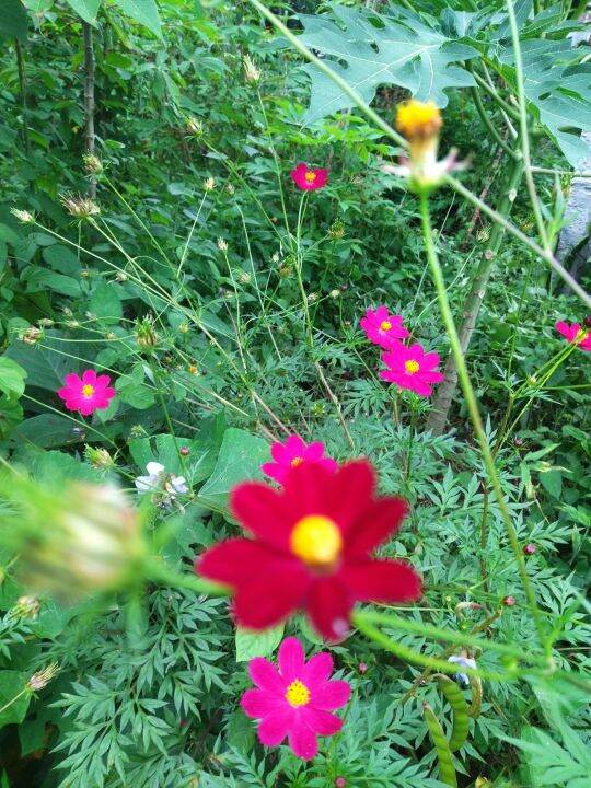 Red Cosmos Seeds approx 100 pcs. EASY TO GROW | Lazada PH