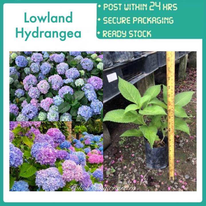 PBN - lowland hydrangea - pokok bunga nursery siti zubaidah kampung 3 ...