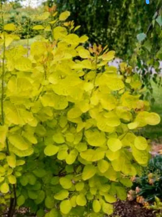 Desmodium / Legume Golden Yellow - Seeds 15pcs. | Lazada PH