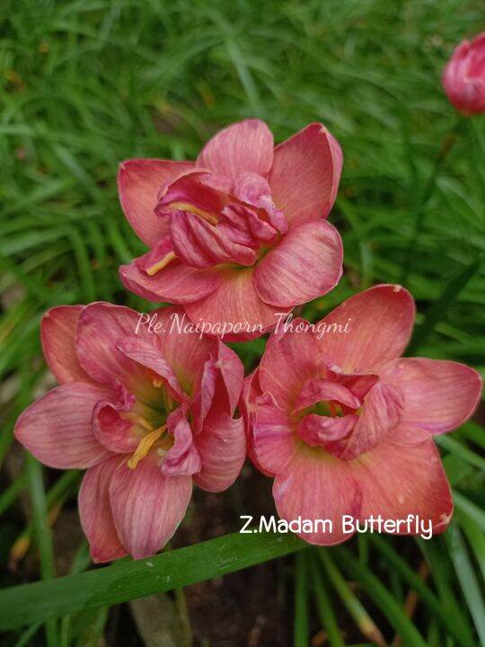 บัวดิน Z Madam Butterfly มาดามบัตเตอฟราย ดอกซ้อนชมพูอมแดง หัวละ20บาท
