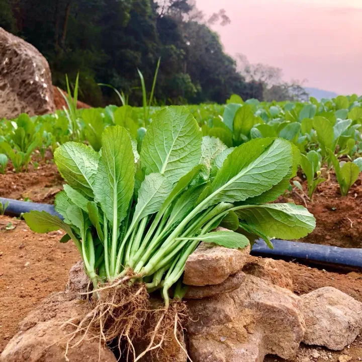 Benih Sawi Taiwan Manis100pcs/Taiwan Spring Mustard/台湾甜春菜籽 | Lazada