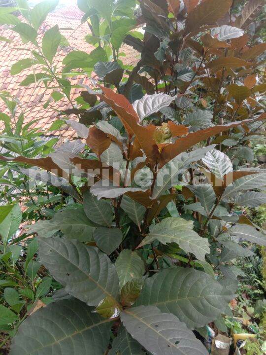 DAUN HANDEULEUM SEGAR 60 LEMBAR | Lazada Indonesia