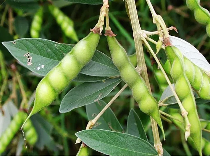 Bibit kacang hiris biji Mateng mudah tumbuh / 10 butir | Lazada Indonesia