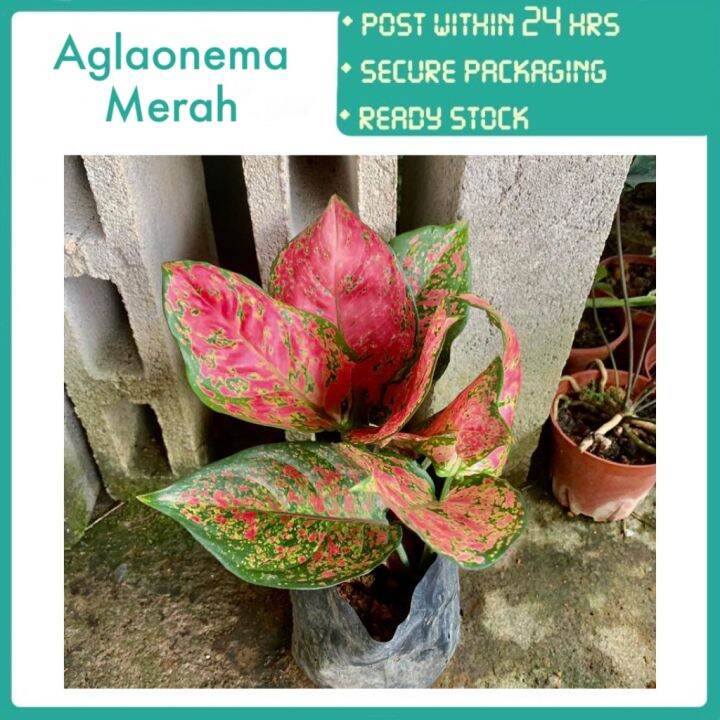 PBN - aglaonema merah red leaves pokok bunga nursery live plant garden ...