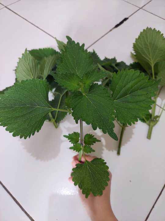 daun matcho subur segar | Lazada Indonesia