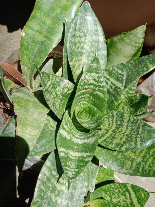 Snake Plant Sanseveria Trifisciata,Zeylanica, Laurentii live plants ...