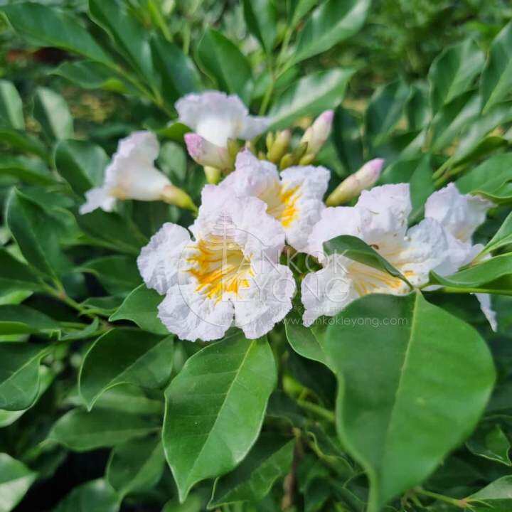 TKL - Big Size Radermachera ‘Kunming’ Dwarf Tree Jasmine Peep Thong 80 ...