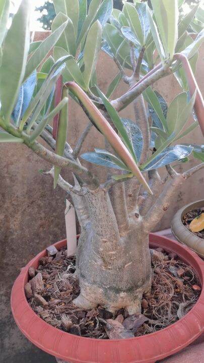 Adenium Thai Socotranum Hybrid seed 富贵花/沙漠玫瑰 5/10 seeds/benih/种子 | Lazada