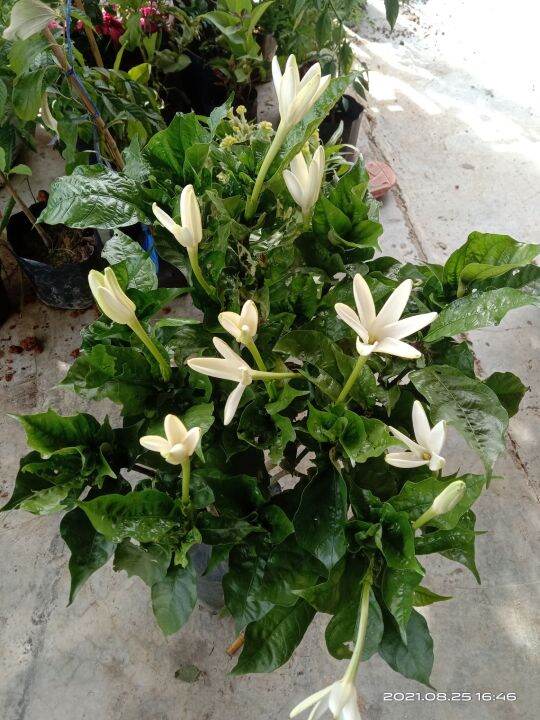 Pokok Melur Africa ( pokok besar) | Lazada