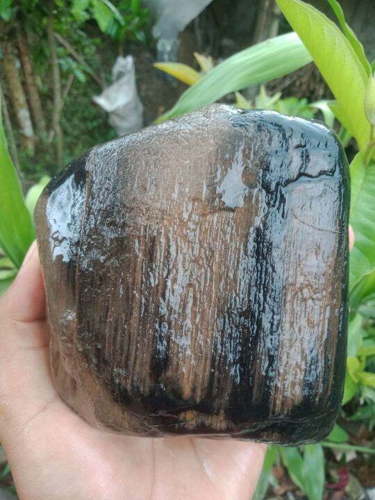 FOSIL KAYU STIGI LAUT DAGING HITAM YANG BERSERAT UNIK | Lazada Indonesia