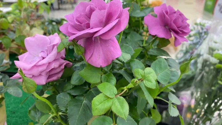 POKOK BUNGA ROSE UNGU VIOLET ROSE PLANT | Lazada