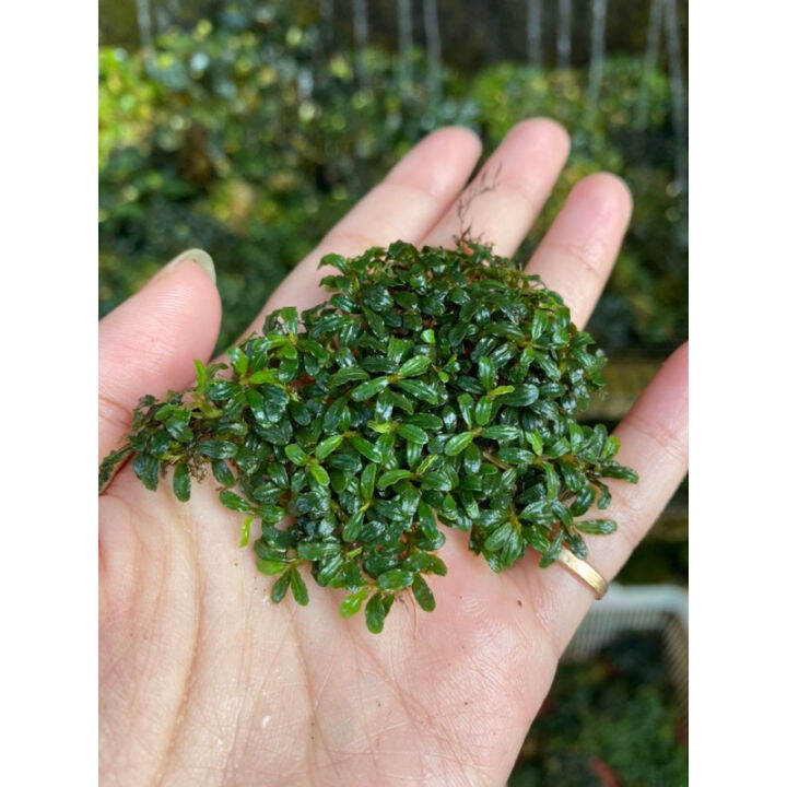 bucephalandra supermini micro cathrine porsi clump kecil tanaman ...