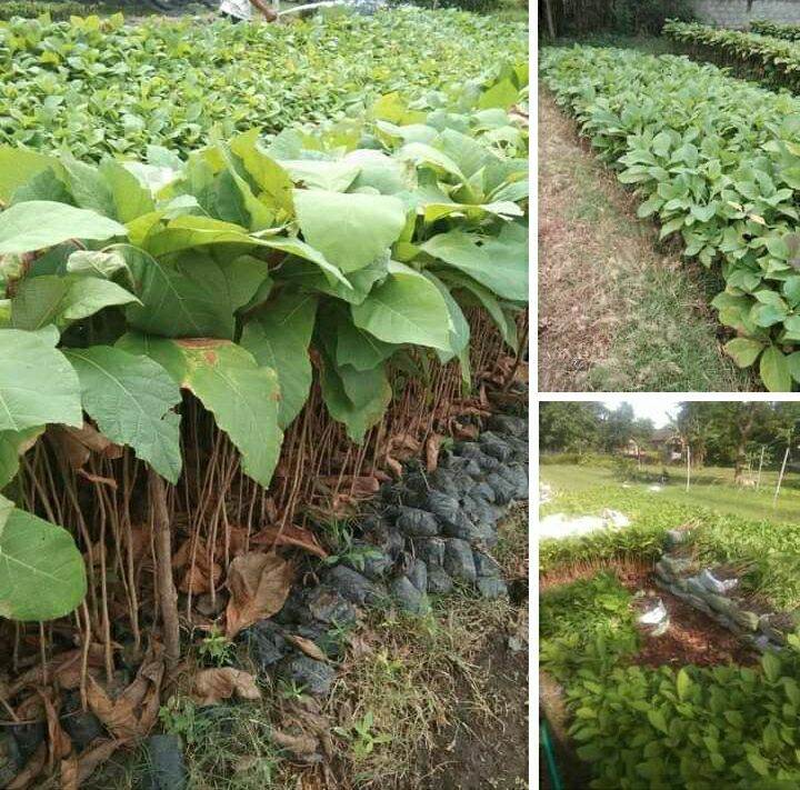 Bibit pohon jati super 10 pcs | Lazada Indonesia
