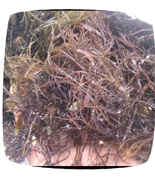 rumput laut merah asli 500 gram | Lazada Indonesia