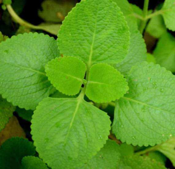 {Indian Herbs} Karpuravalli/Indian Borage/Omavalli (plant in poly bag ...