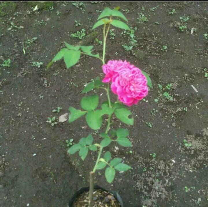 pohon mawar bunga tumpuk | Lazada Indonesia