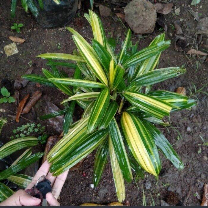 pohon palem regu parigata bibit tanaman hias | Lazada Indonesia