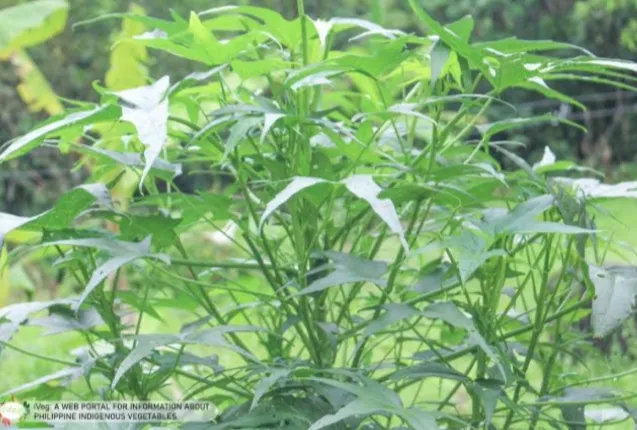 Lagikway/Likway live plant | Lazada PH