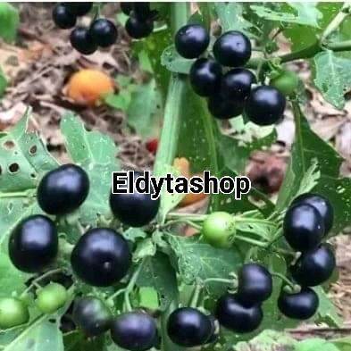 Buah lenca matang / lenca hitam 1kg | Lazada Indonesia