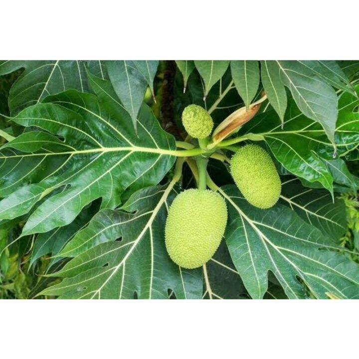 Daun Sukun Segar Daun Herbal Alami Isi 500Gram | Lazada Indonesia