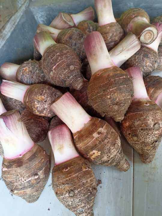 Talas pratama(4kg) | Lazada Indonesia