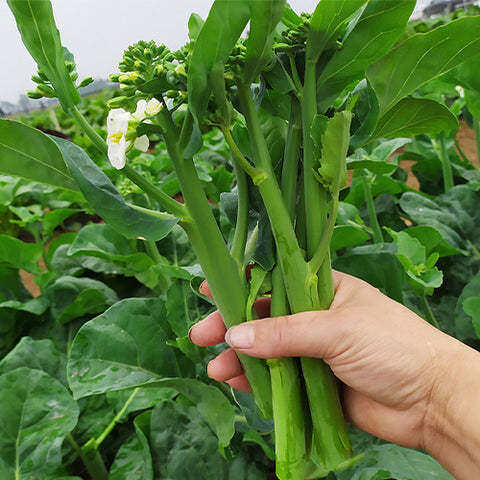 Chinese kale kailaan seeds chinese broccoli(20seeds) | Lazada PH