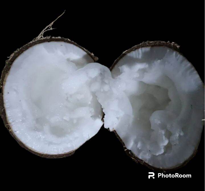 Macapuno coconut seedlings | Lazada PH