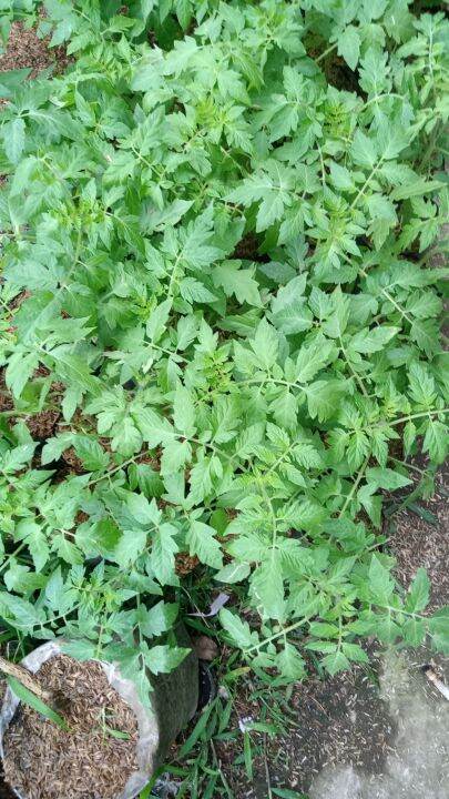 Tanaman hidup tomat sayur/tomat besar | Lazada Indonesia