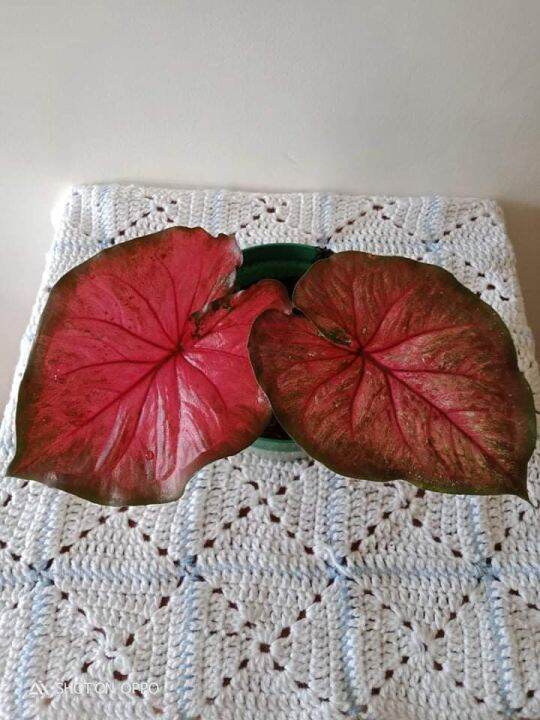 Red Emperor Caladium (small) | Lazada PH
