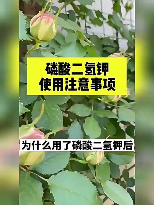 磷酸二氢钾缓释肥片 Potassium dihydrogen phosphate slow-release fertilizer ...