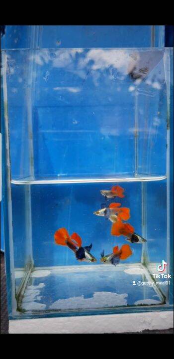 Guppies (Pdert, Tuxedo Koi, Blue Dragon) | Lazada PH