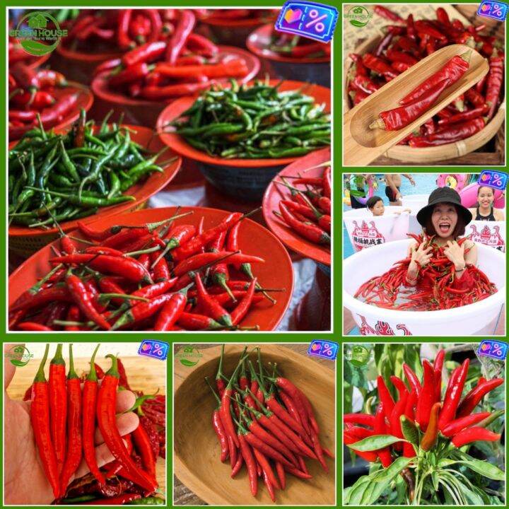 Chinese Chili Seeds for Planting (115 Seed) High Yield Fresh Organic ...