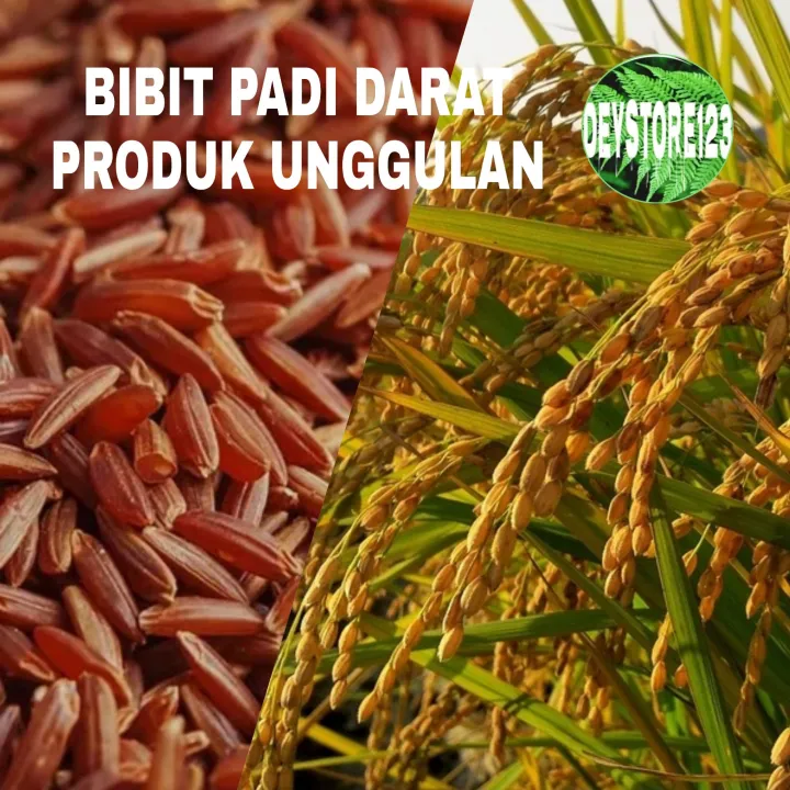 Benih padi huma Darat paket 500 grm | Lazada Indonesia