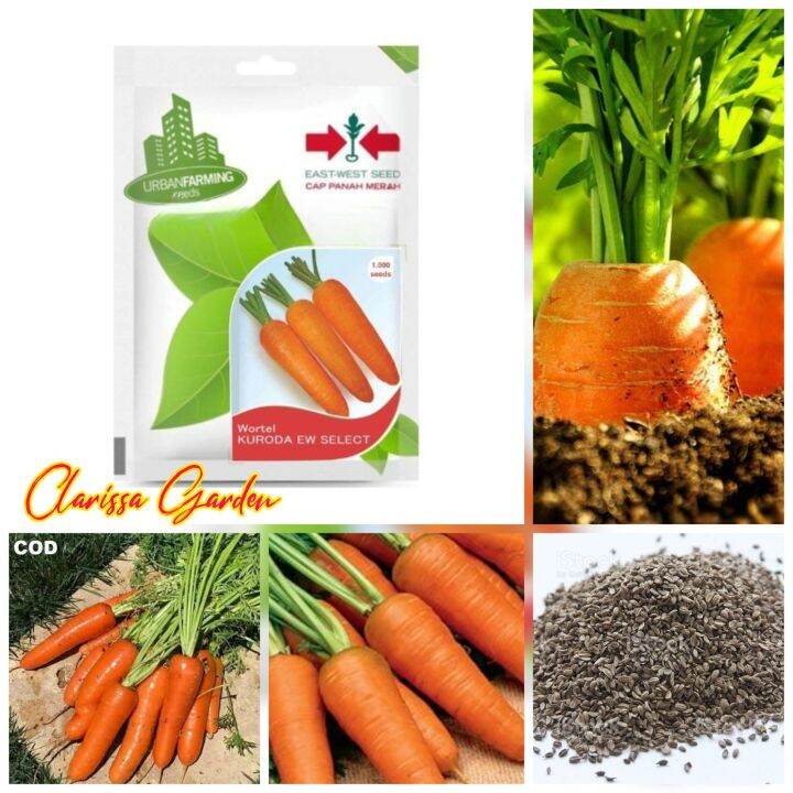 BENIH CAP PANAH MERAH WORTEL KURADA | Lazada Indonesia