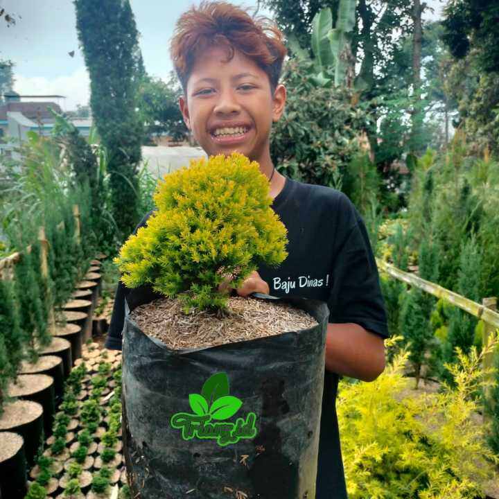 bonsai cemara emas | Lazada Indonesia