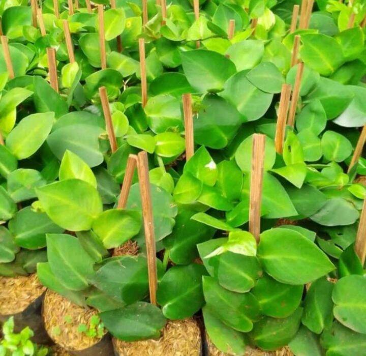 Tanaman Rambat Dolar Daun Besar / Pohon Dolar rambat | Lazada Indonesia