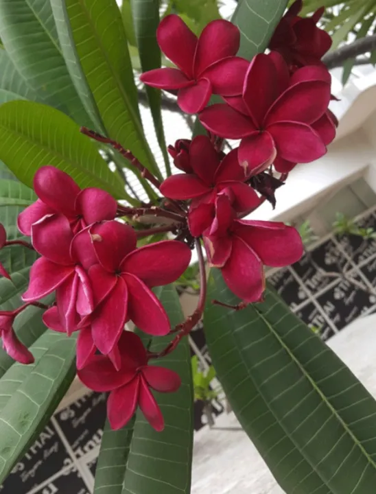 anAk pokok kemboja merah .plumeria frangipani. keratan batang. bunga ni ...