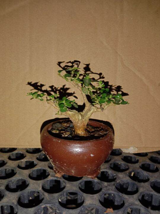 Bonsai Sancang Sito / bonsai Sancang mini super prospek | Lazada Indonesia