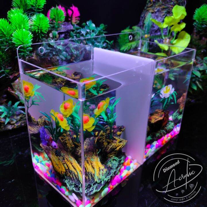 Soliter ikan cupang akrilik 2 kamar 20 × 10 × 15 | Lazada Indonesia