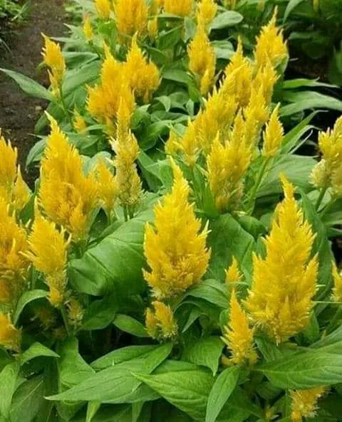 jenger ayam bunga kuning | Lazada Indonesia