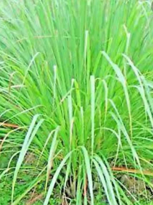 Citronella plant (anti mosquito) herbal medicine - Tanglad | Lazada PH