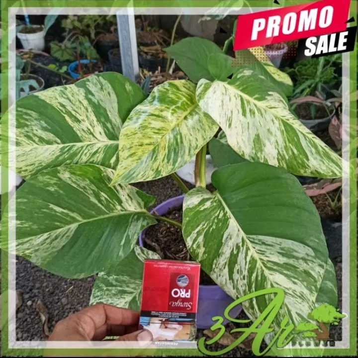 EPIPREMNUM SIRIH MARBLE QUEEN DAUN JUMBO | Lazada Indonesia